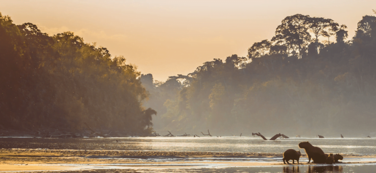 Capybara Safari | GIANT RODENTS by the Tambopata River
